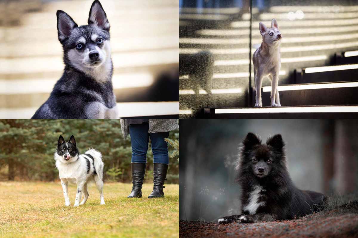 Alaskan Klee Kai Size Comparison