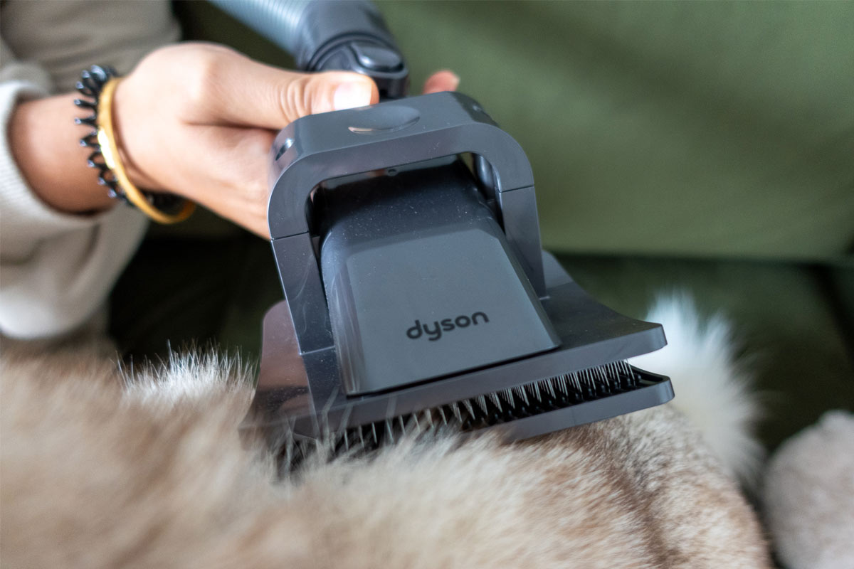 Do Alaskan Klee Kai Shed? - Life With Klee Kai