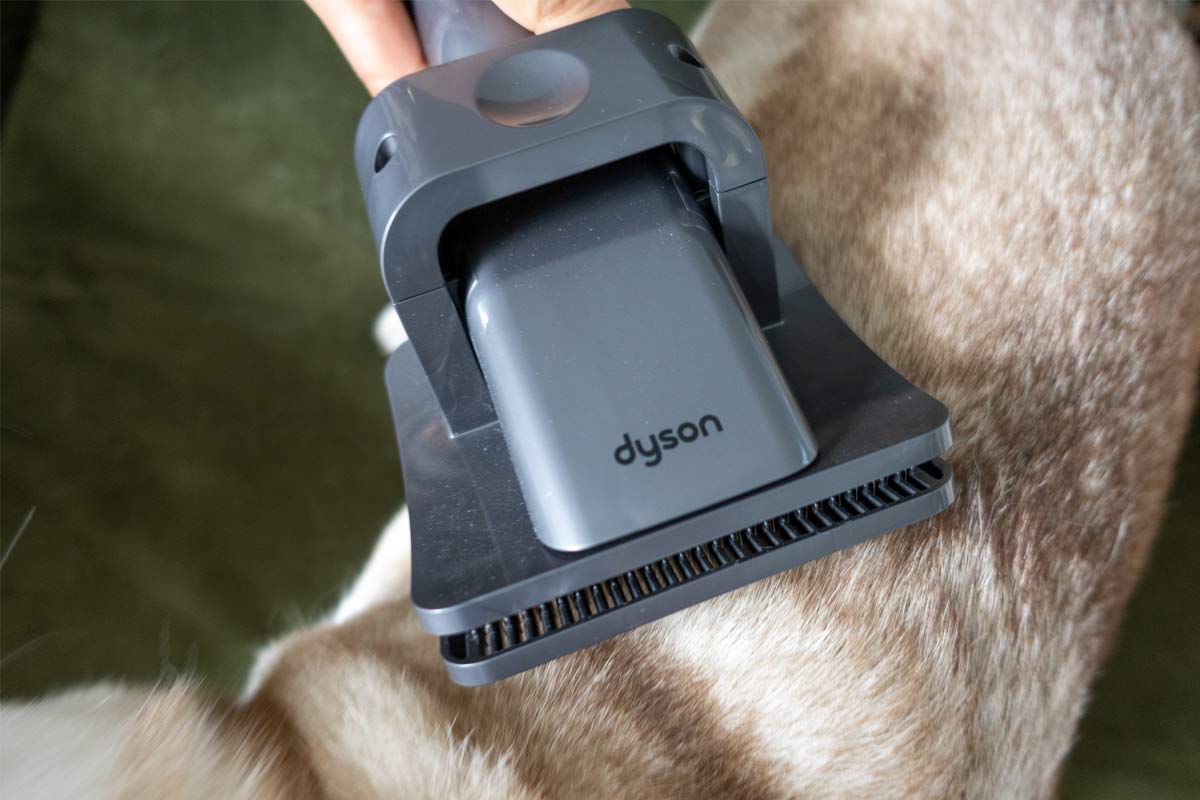 Do Alaskan Klee Kai Shed? - Life With Klee Kai