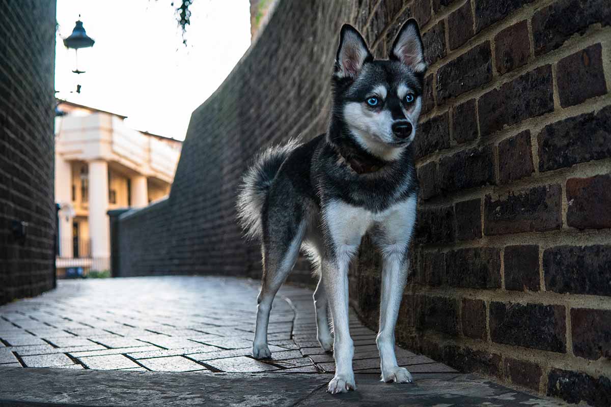 How Big Do Alaskan Klee Kai Get? Do They Stay Small?