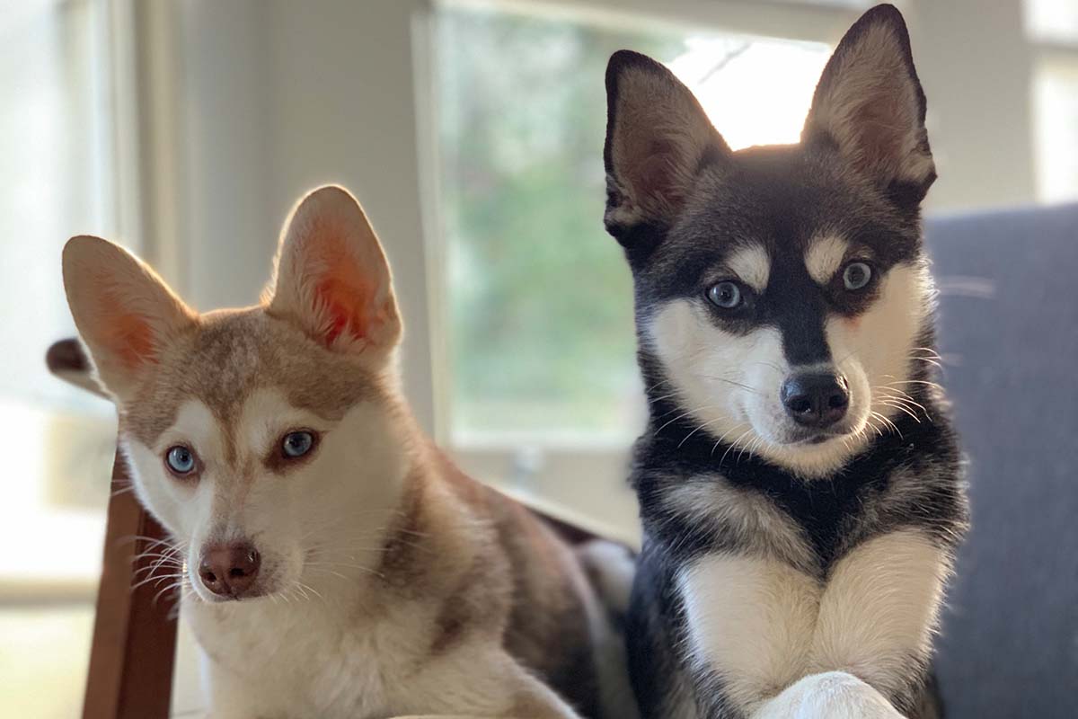 Are Alaskan Klee Kai Good Family Dogs? Our Experience
