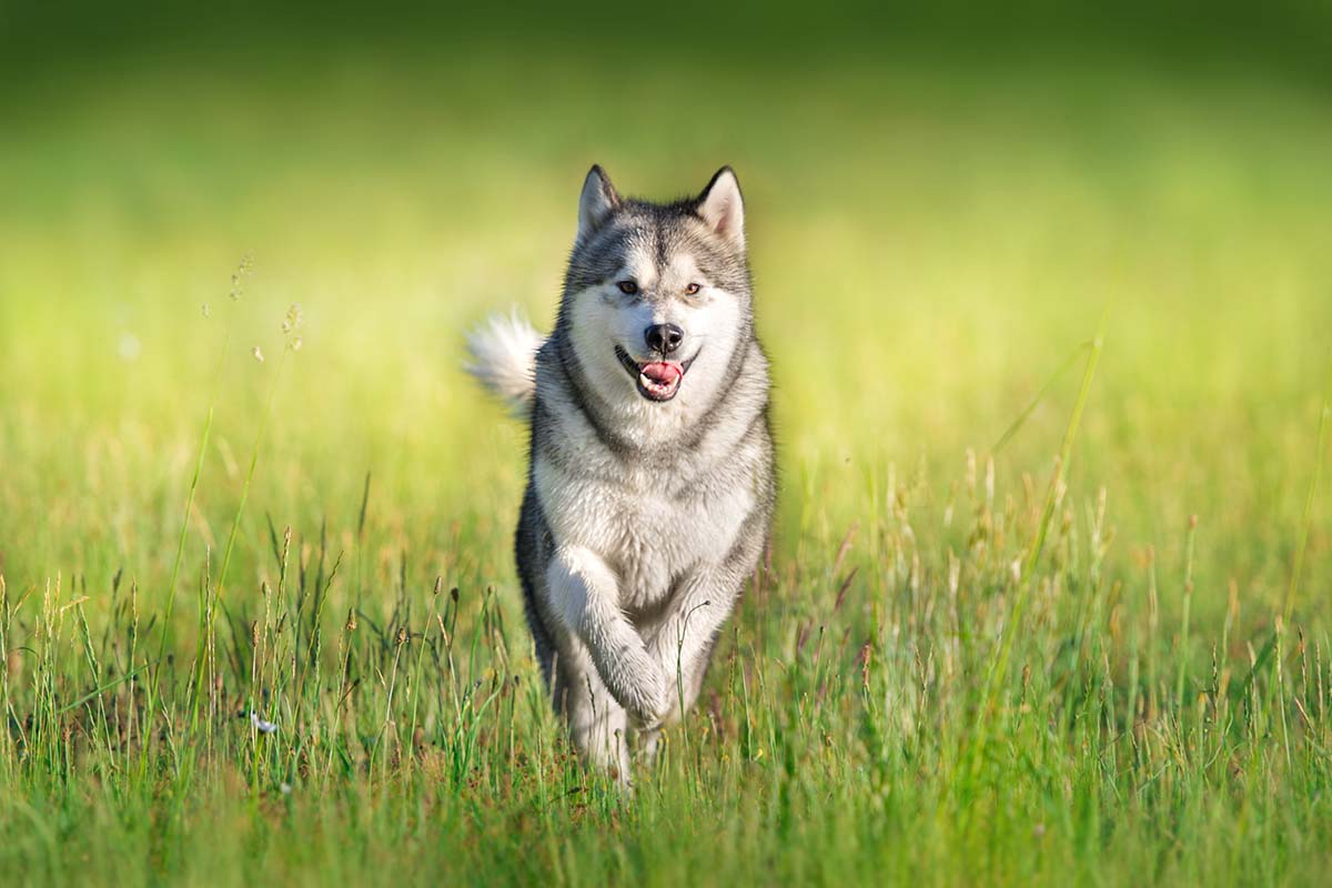 What Dog Breeds Are Similar To An Alaskan Klee Kai?