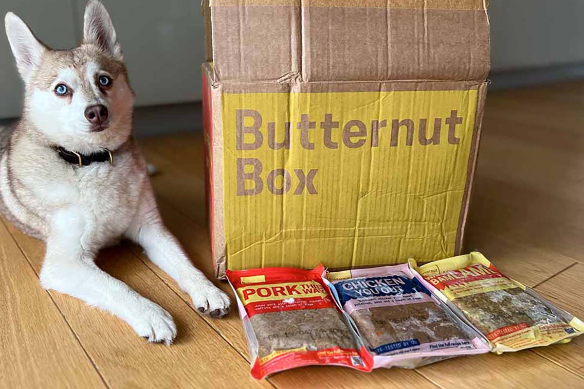 Butternut Box Or Kibble: What's The Difference?