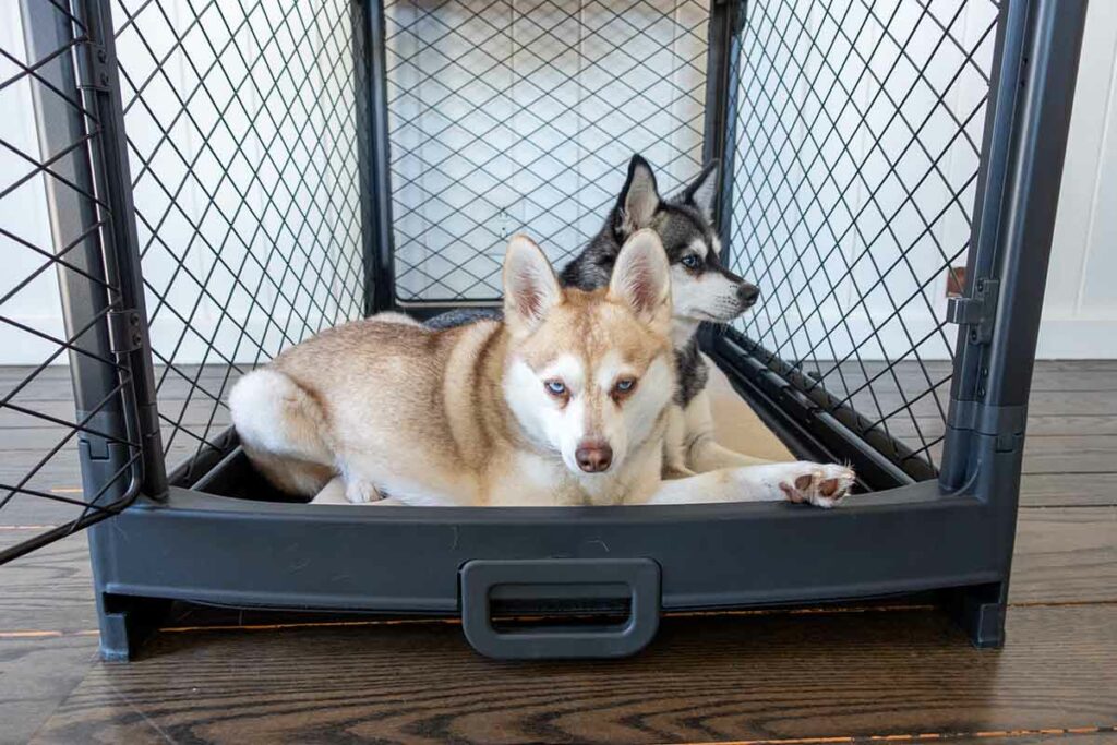 Best Collapsible Dog Crates For Small Dogs - Tested & Reviewed - Life ...