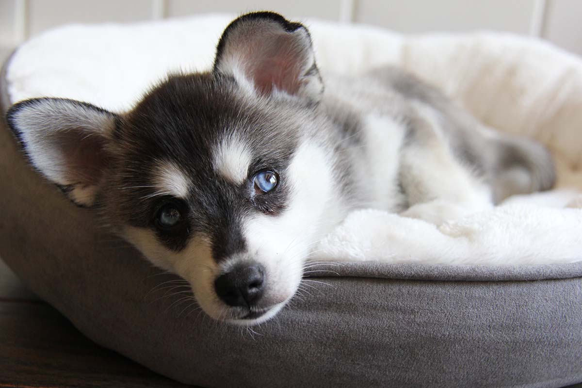 Do Alaskan Klee Kai Shed? How Much Do Alaskan Klee Kai Shed?