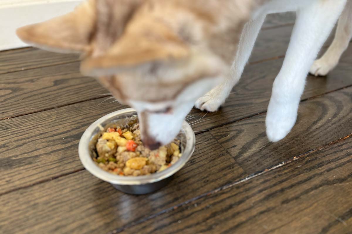 The Farmer's Dog Vs Nom Nom: What's The Difference?