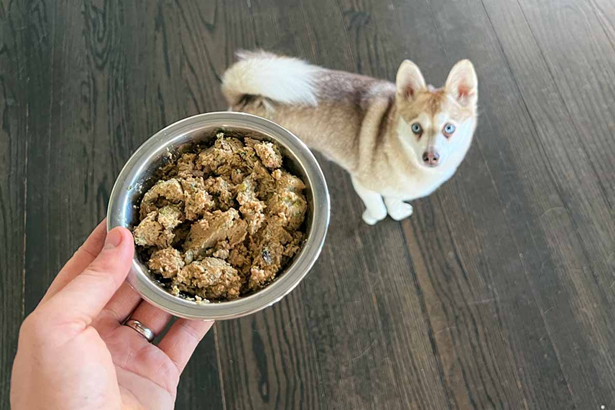 The Farmer's Dog Vs Ollie Dog Food: What's The Difference?