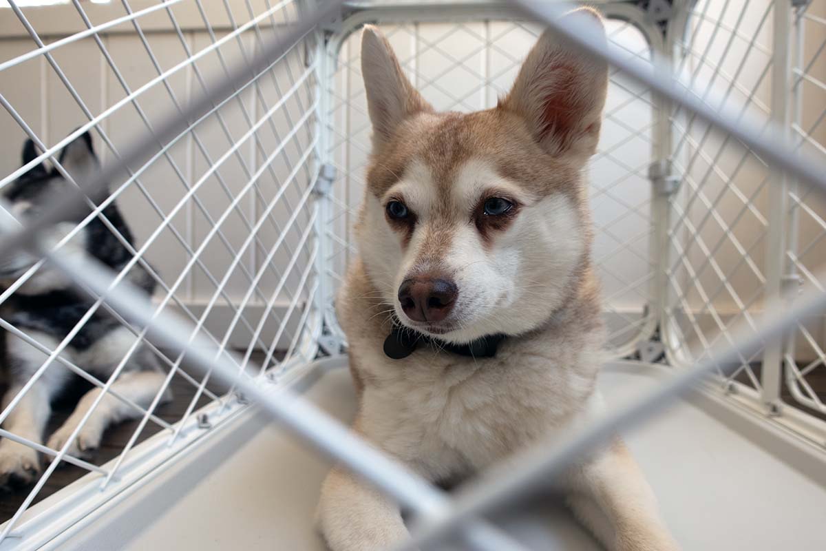 Diggs Evolv Dog Crate Pros & Cons - Our Honest Review