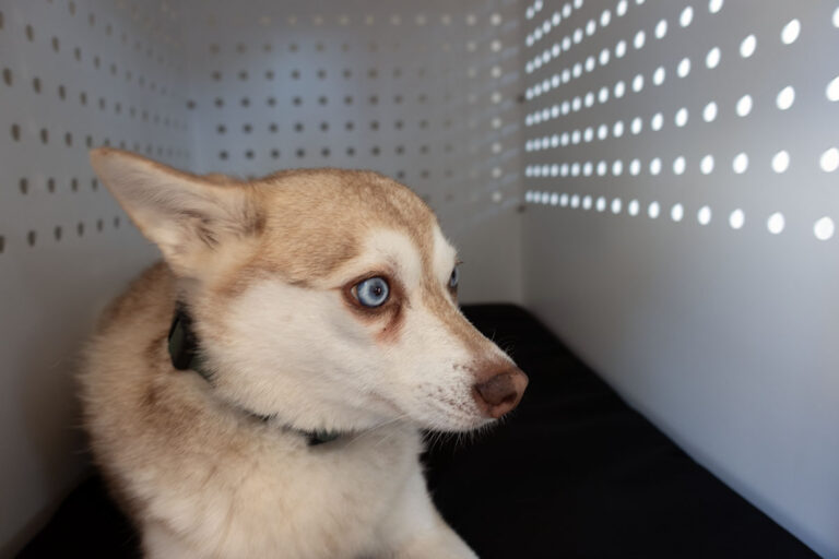 Impact High Anxiety Dog Crate Review: Pros, Cons & Worth It?