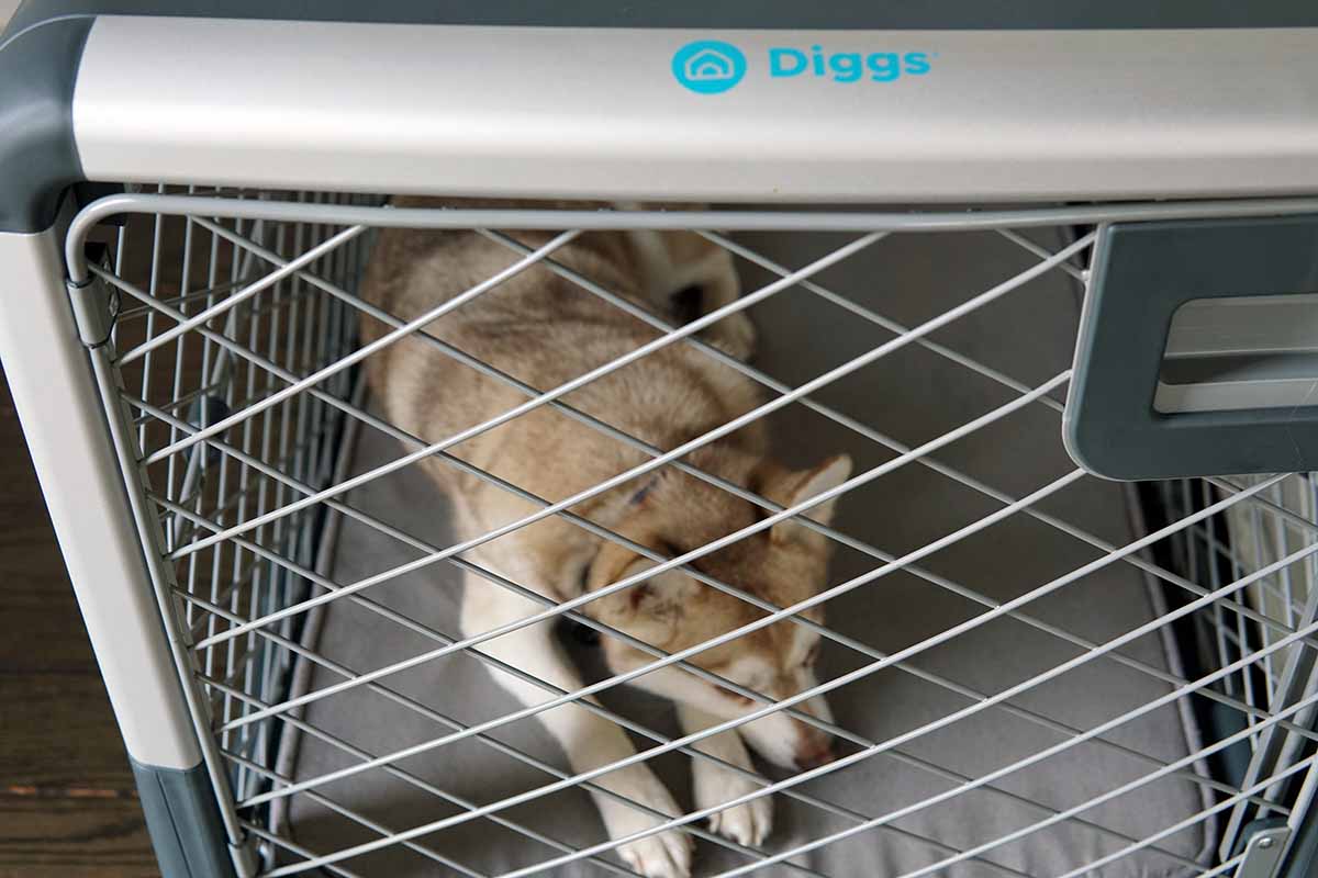 Diggs Evolv Vs Revol Dog Crates: What's The Difference?