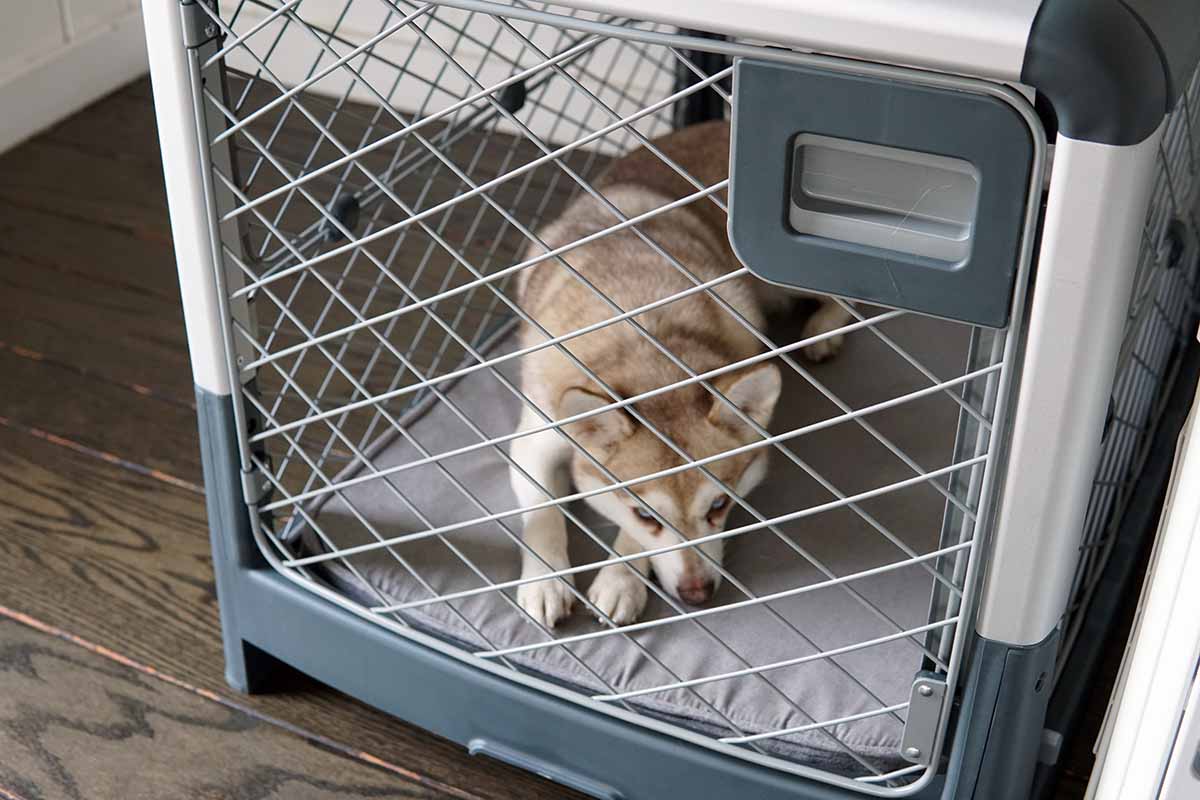 Revol Vs Evolv Vs Enventur: Best Diggs Dog Crate? Worth It?