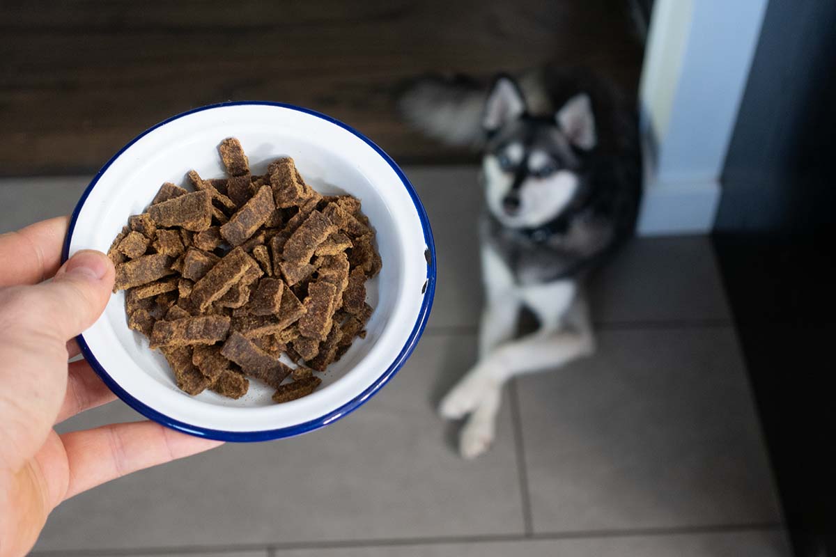 The Pets Table Vs Sundays For Dogs: What's The Difference?