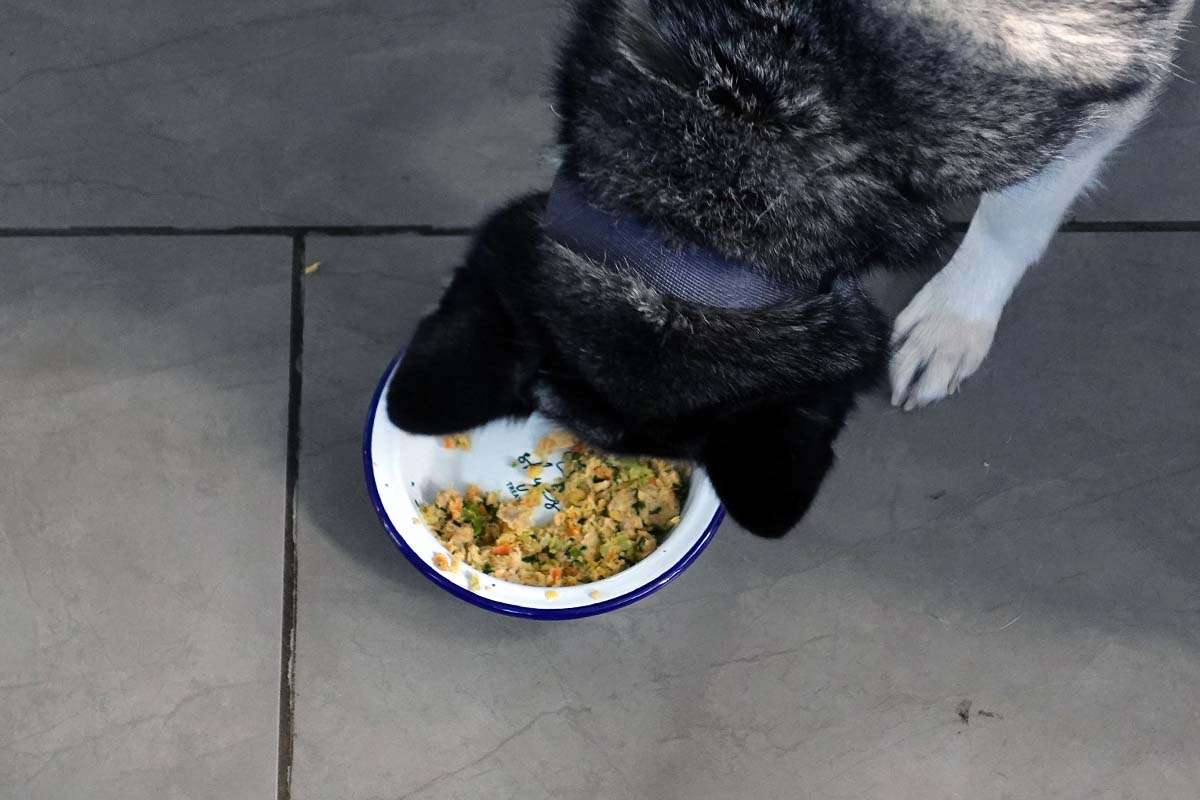 The Farmer's Dog Pros And Cons: My Honest Review