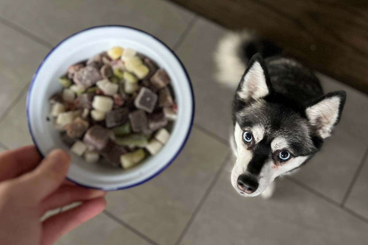 Maev Raw Dog Food Pros And Cons