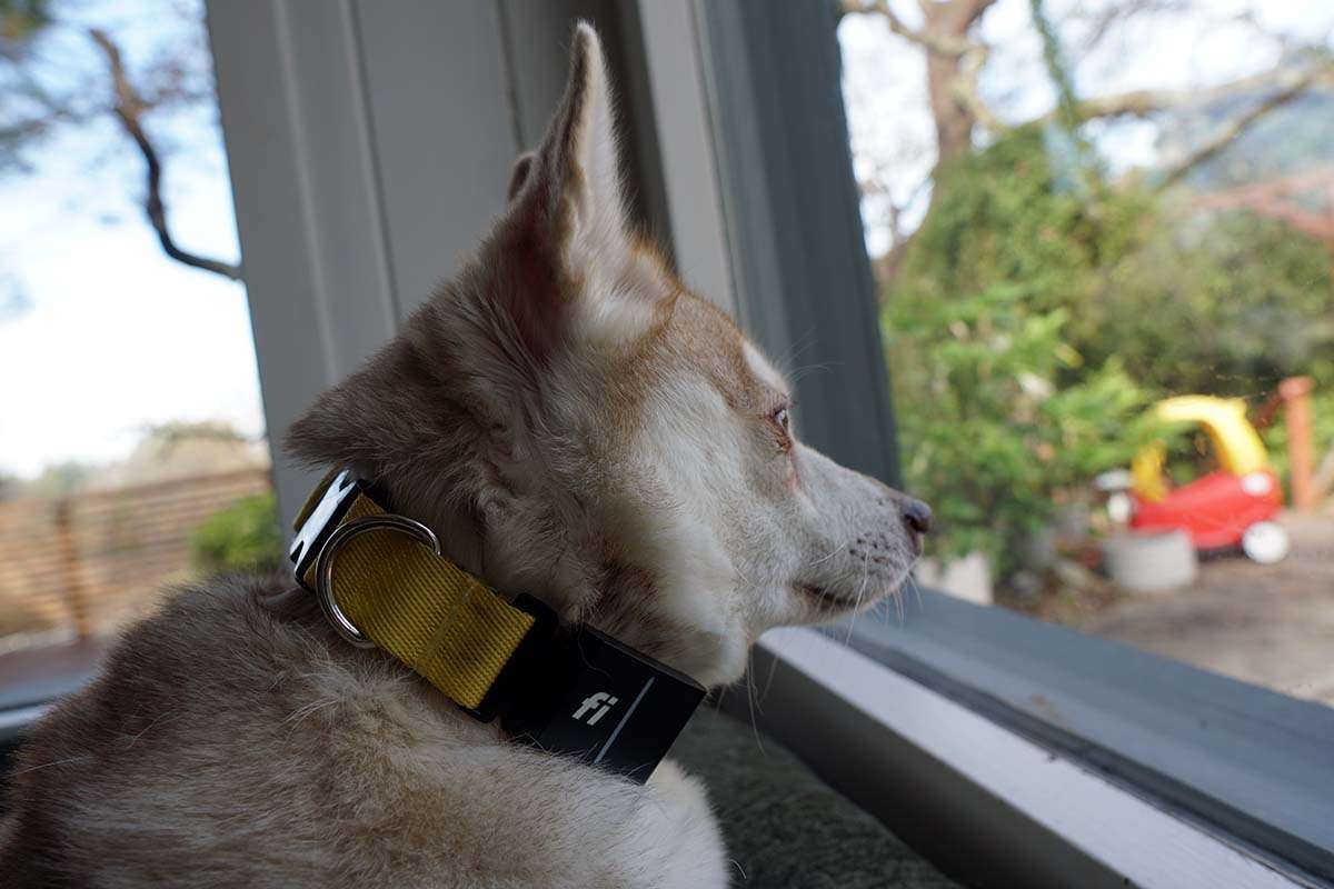 Fi Series 3+ vs Tractive: My Honest Comparison After Using Both