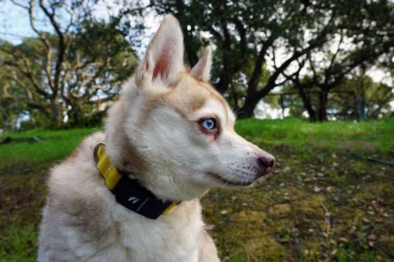 Fi Series 3 Dog Collar Pros And Cons: Tried & Tested