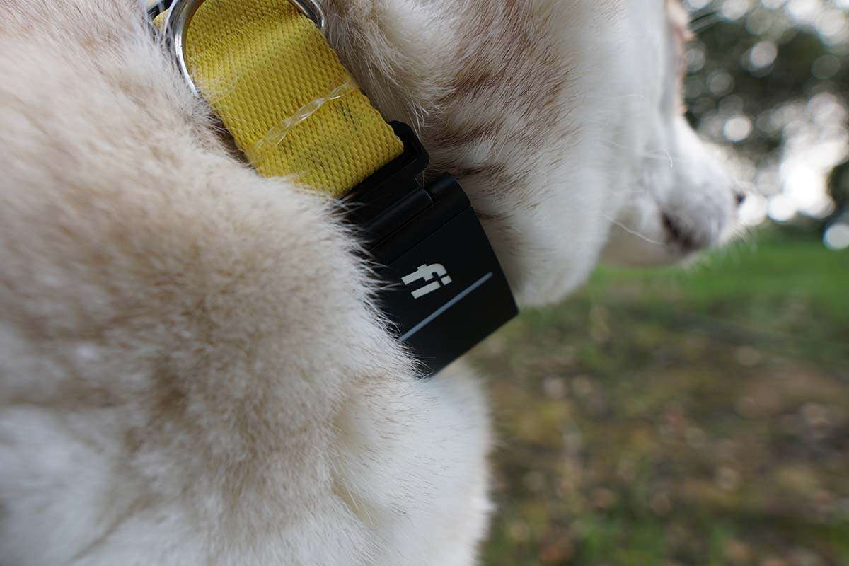 Fi Series 3 Dog Collar Pros And Cons: Tried & Tested
