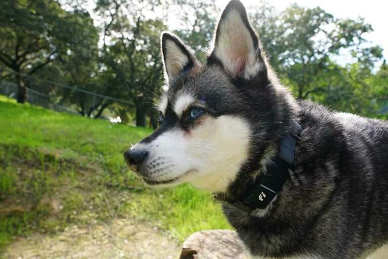 Fi Series 3+ Review (2026): Is This GPS Dog Collar Worth It?