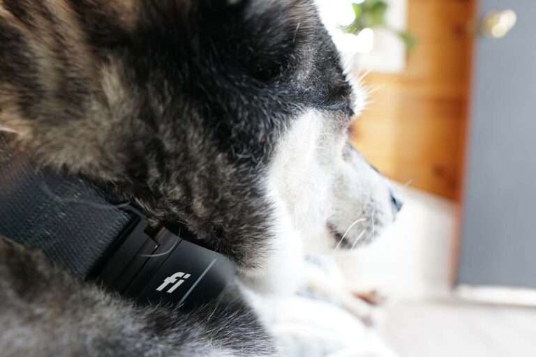 How Much Does Fi Series 3 Cost Per Month? Is Fi Collar Worth It?