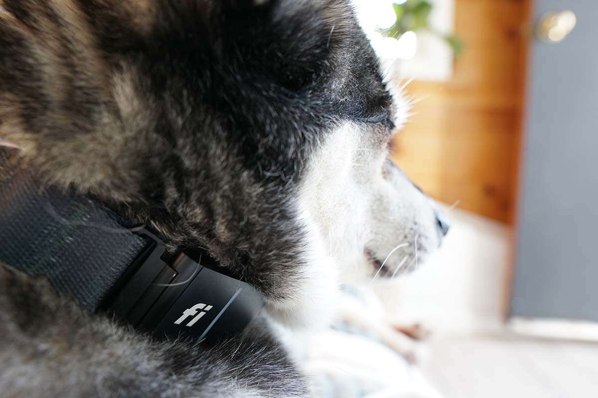 How Much Does Fi Series 3 Cost Per Month? Is Fi Collar Worth It?