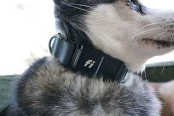 Fi Series 3 Dog Collar Pros And Cons: Tried & Tested