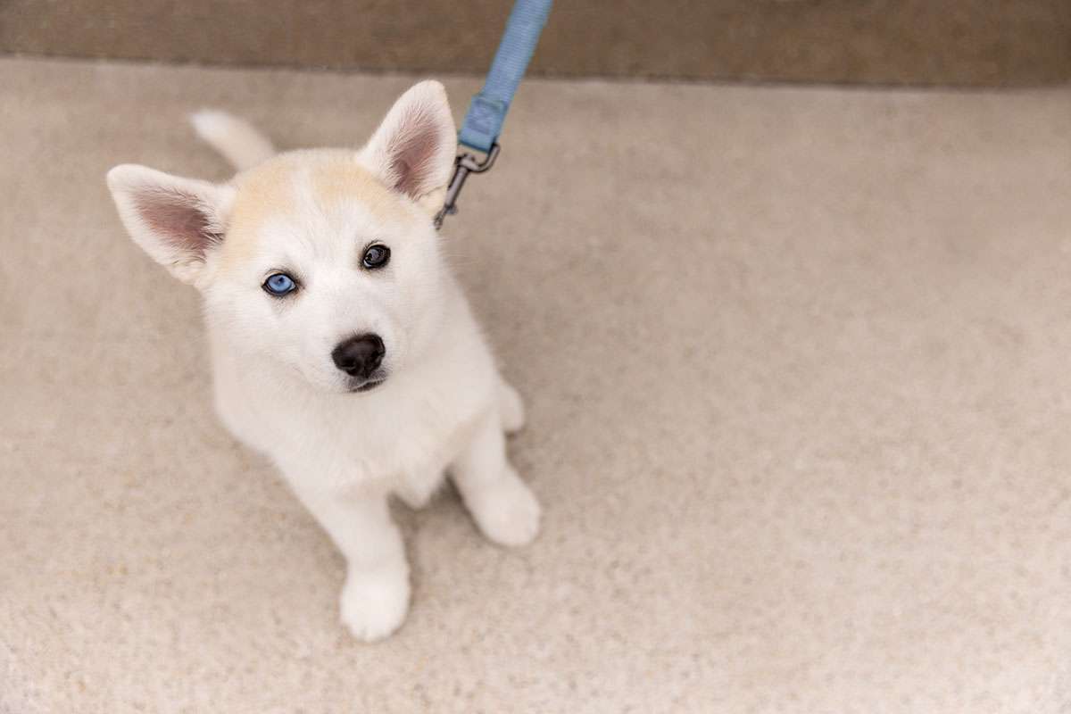 Alaskan Klee Kai Vs Pomsky: What's The Difference?