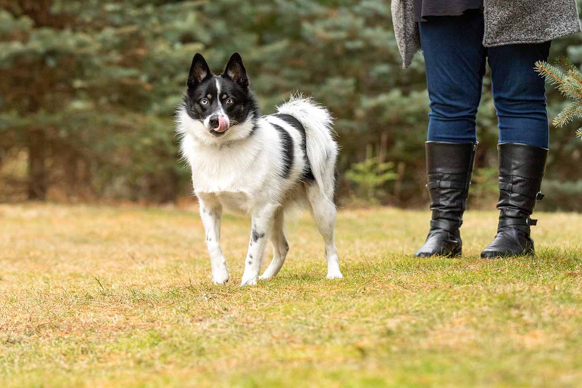 Alaskan Klee Kai Vs Pomsky: What's The Difference?