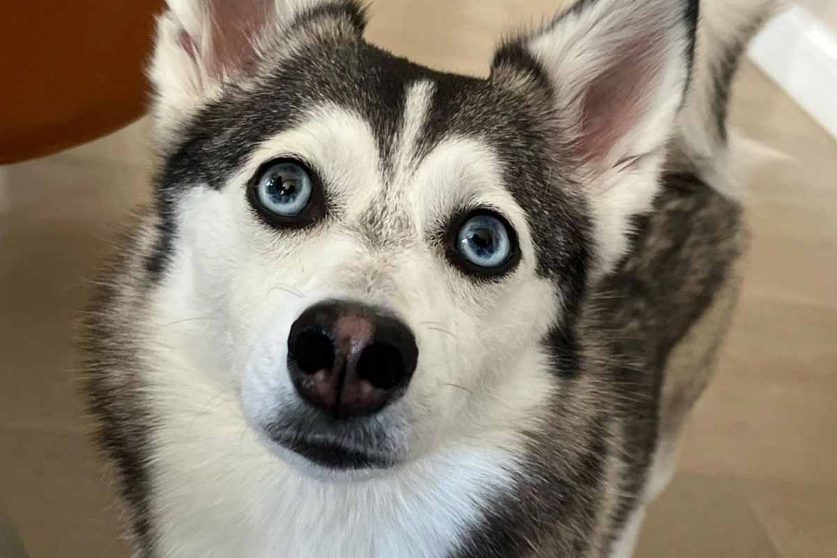 Alaskan Klee Kai Vs Pomsky: What's The Difference?