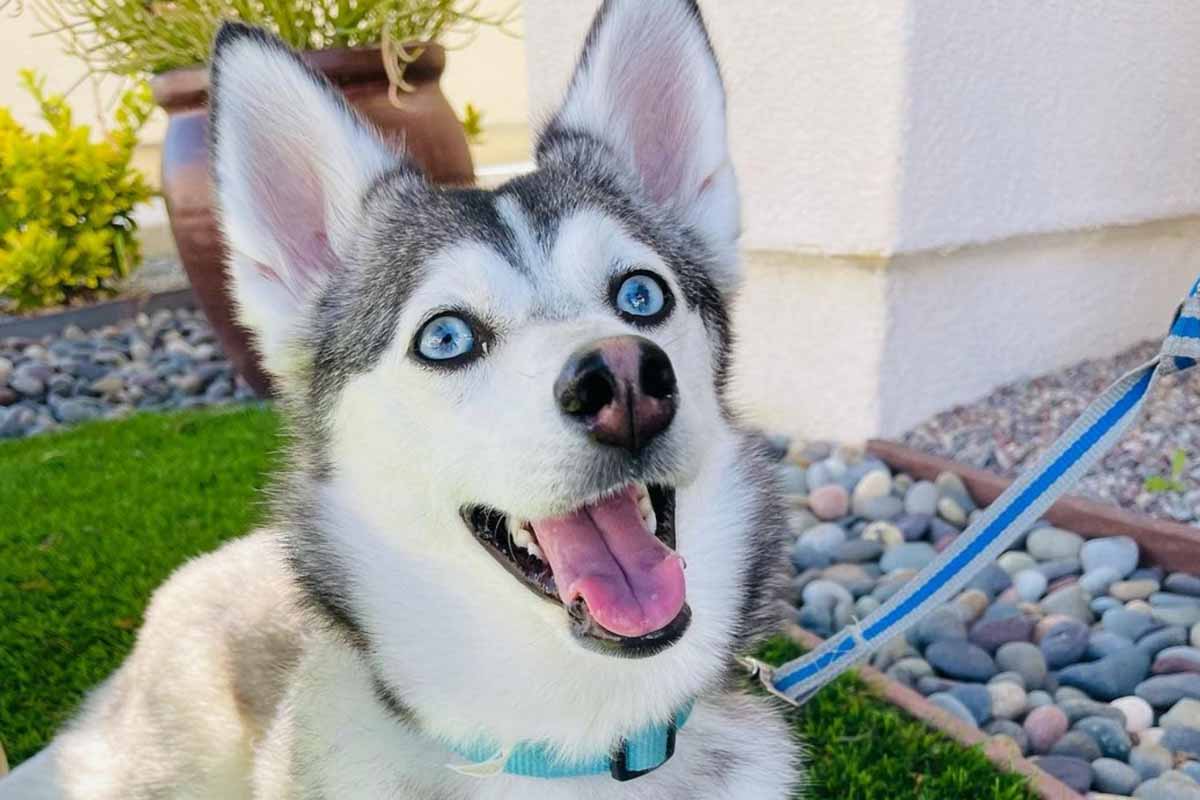 Alaskan Klee Kai Vs Pomsky: What's The Difference?