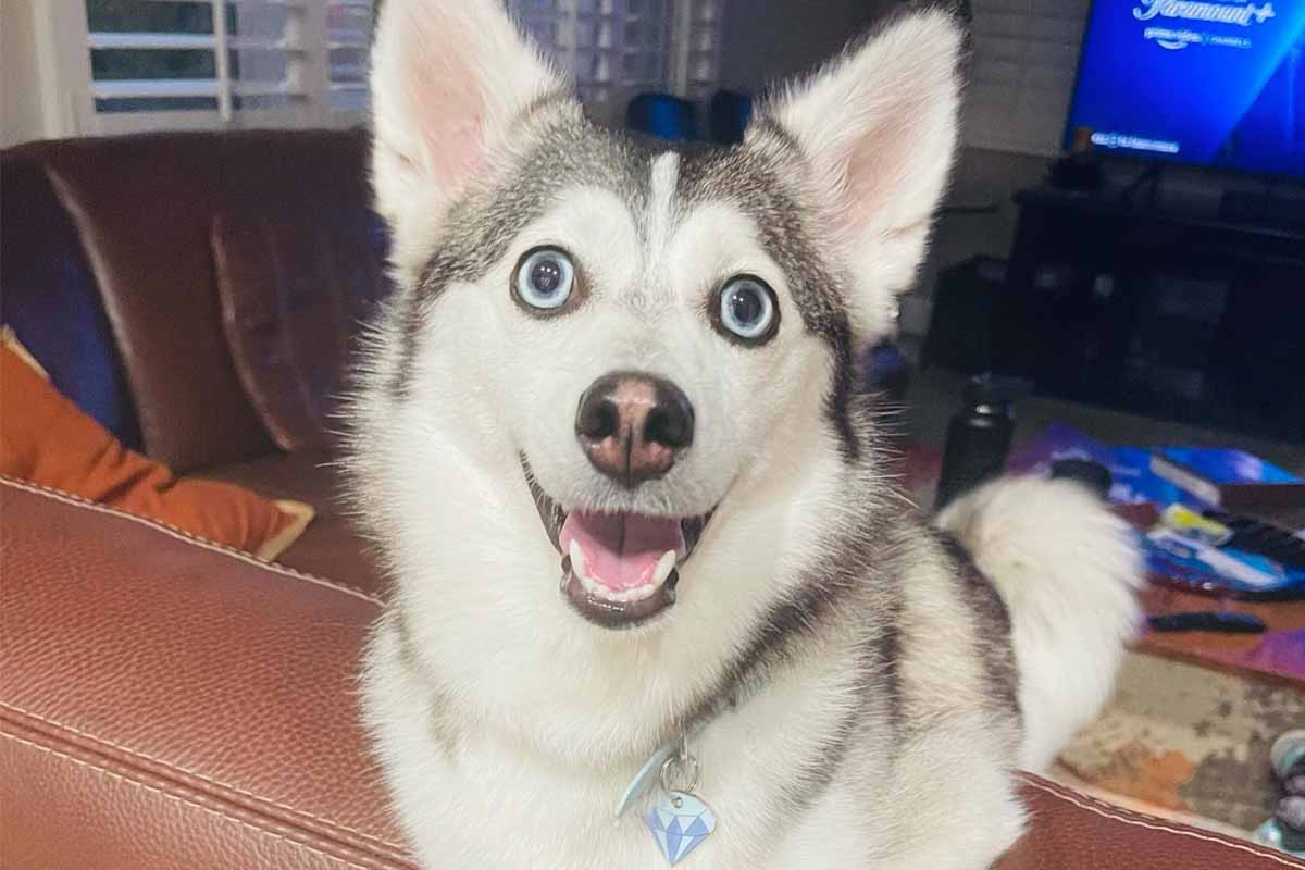 Alaskan Klee Kai Vs Pomsky: What's The Difference?