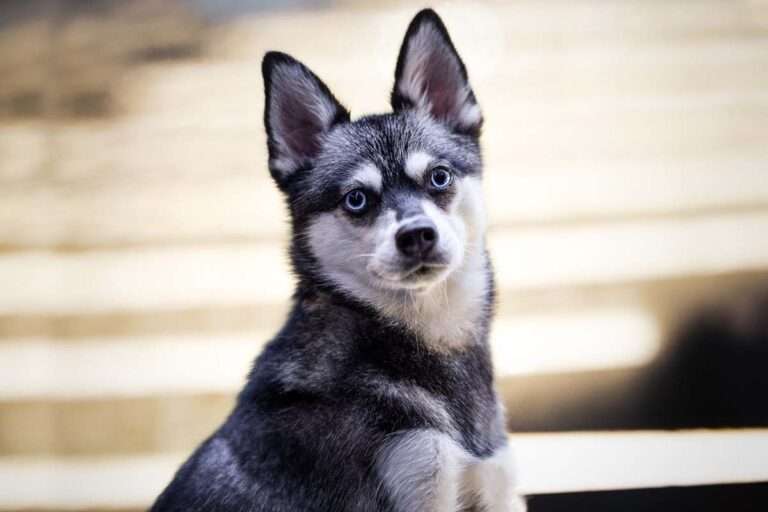 Alaskan Klee Kai Vs Pomsky: What's The Difference?