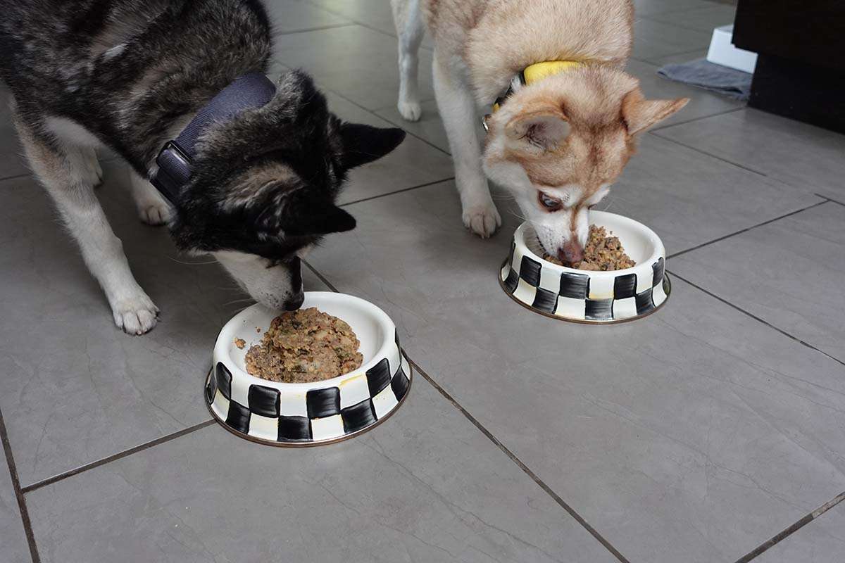 The Farmer's Dog Vs Pet Plate: What's The Difference? Our Verdict