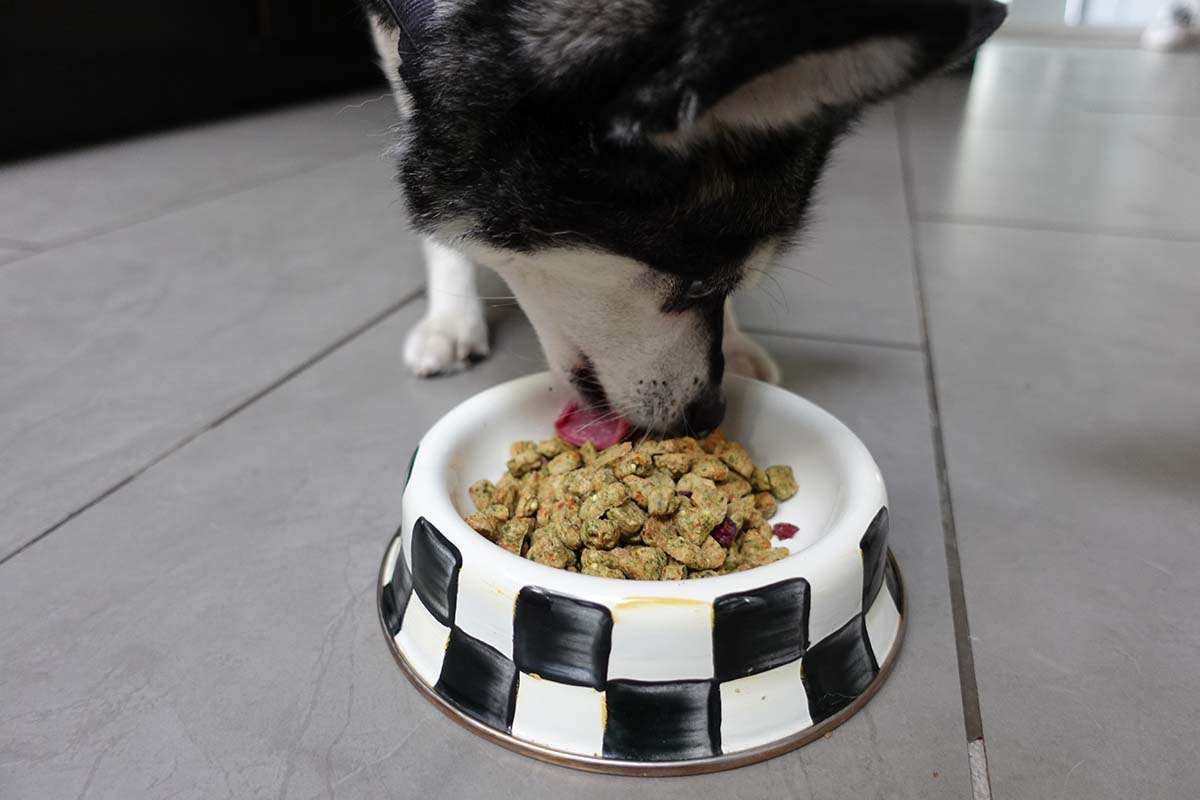 The Farmer's Dog Vs Pet Plate: What's The Difference? Our Verdict