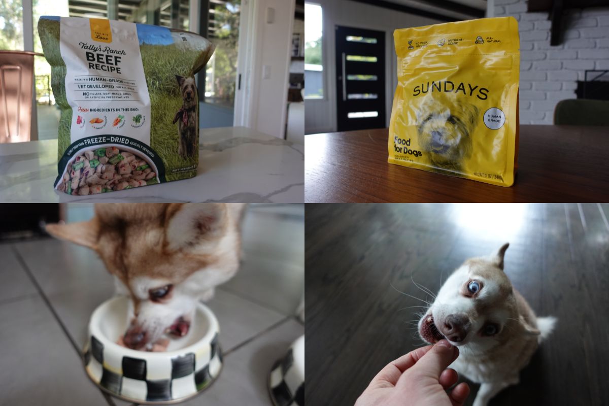 What Are The Best Alternatives To Sundays Food For Dogs?
