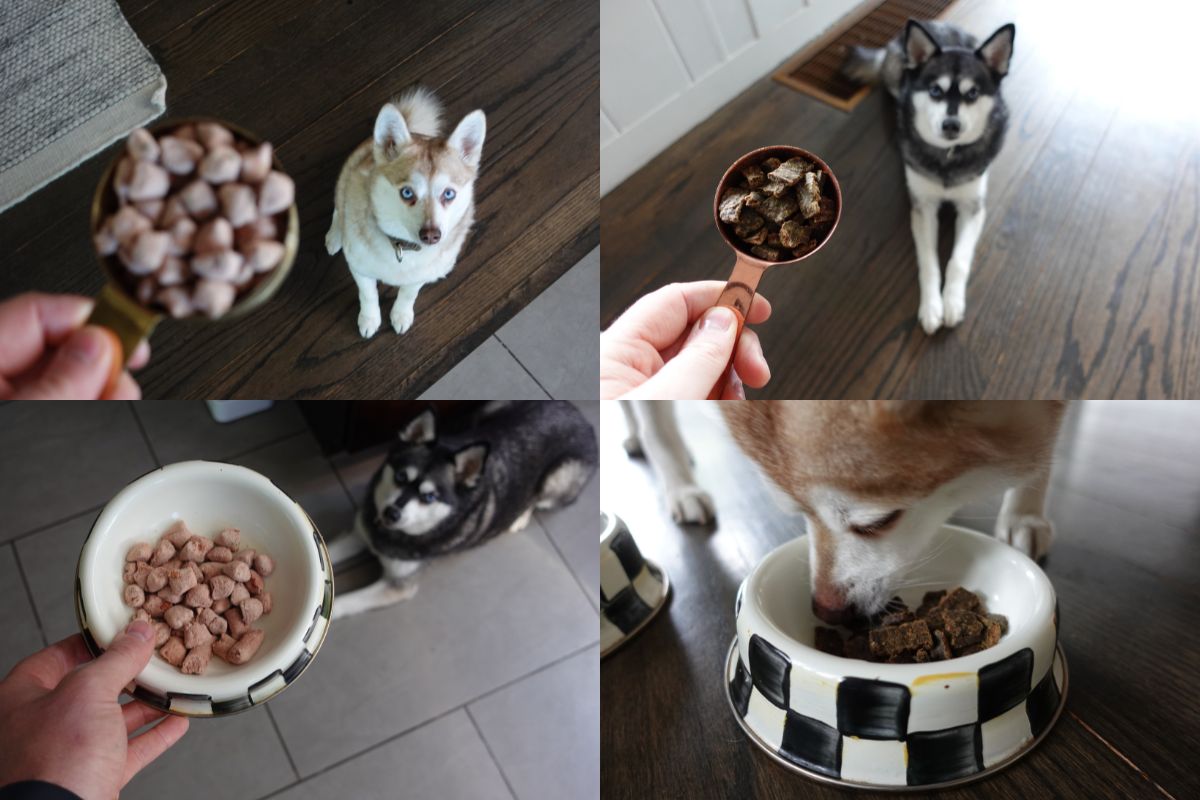 Sundays For Dogs Vs Tally's Ranch: What's The Difference?