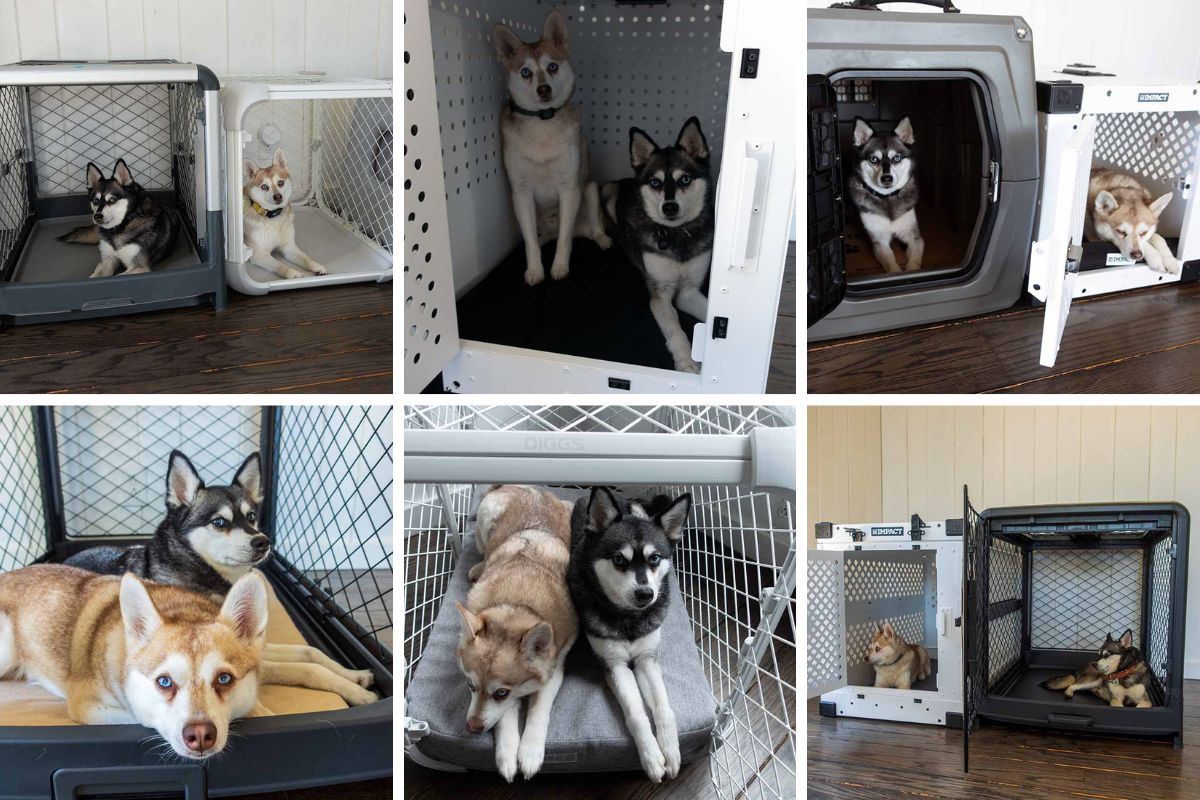 7 Best Dog Crates Compared: I Tested Them All (2026 Review)