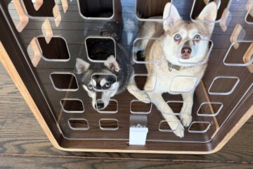 Fable Dog Crate Pros & Cons: My Honest Review