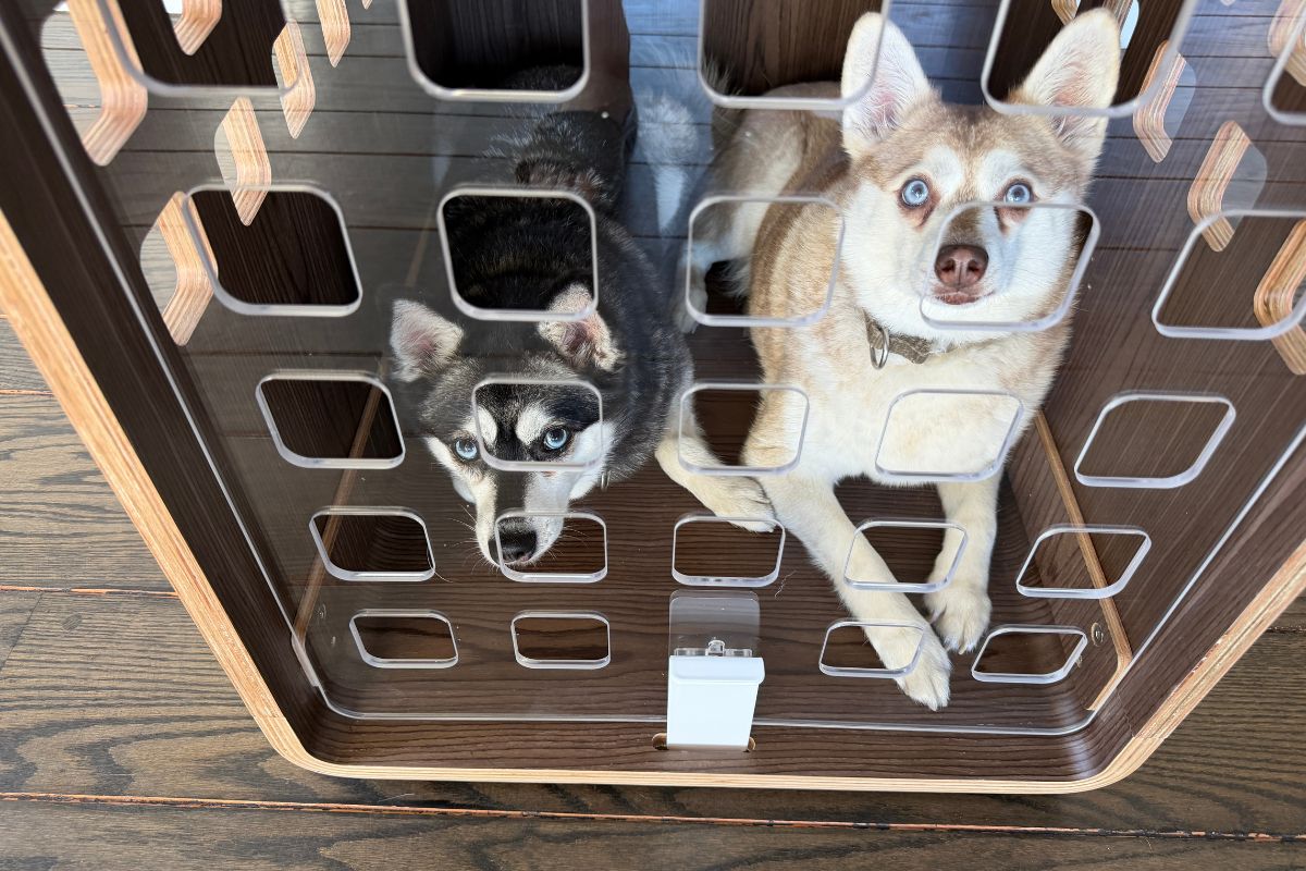 Fable Dog Crate Pros & Cons: My Honest Review