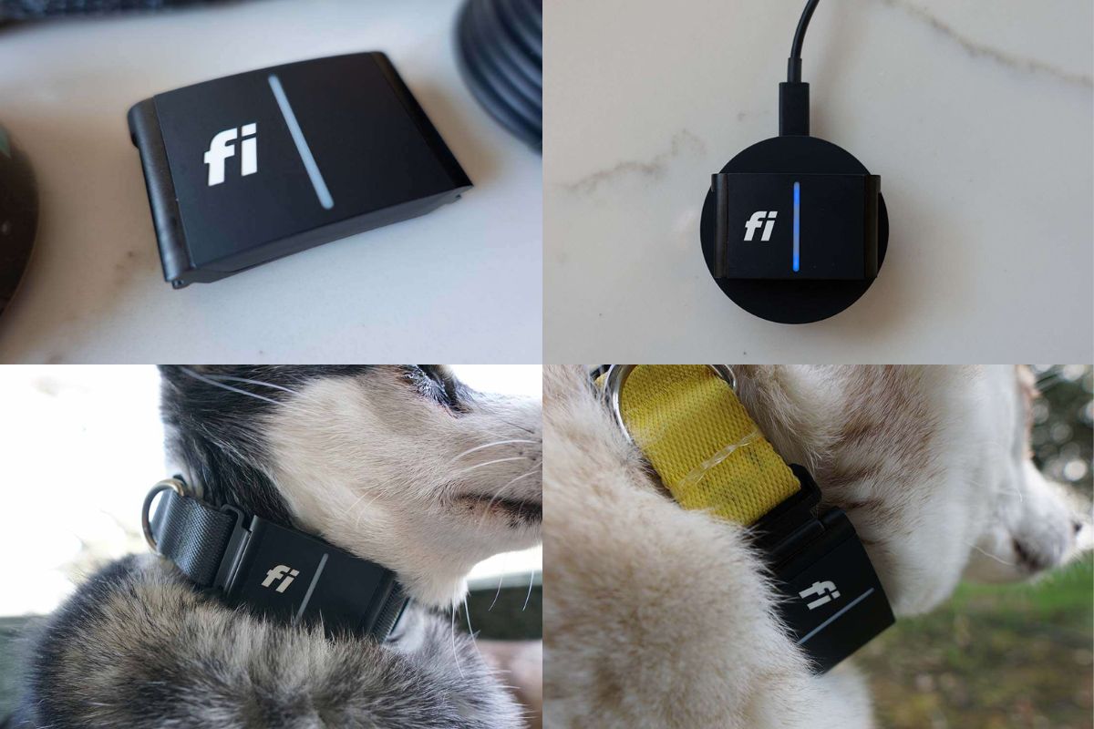 Fi Smart Dog Collar Vs Tractive: What's The Difference?