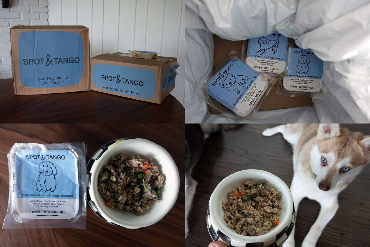 Spot & Tango Review: Pros, Cons & Did It Work for My Picky Dog?