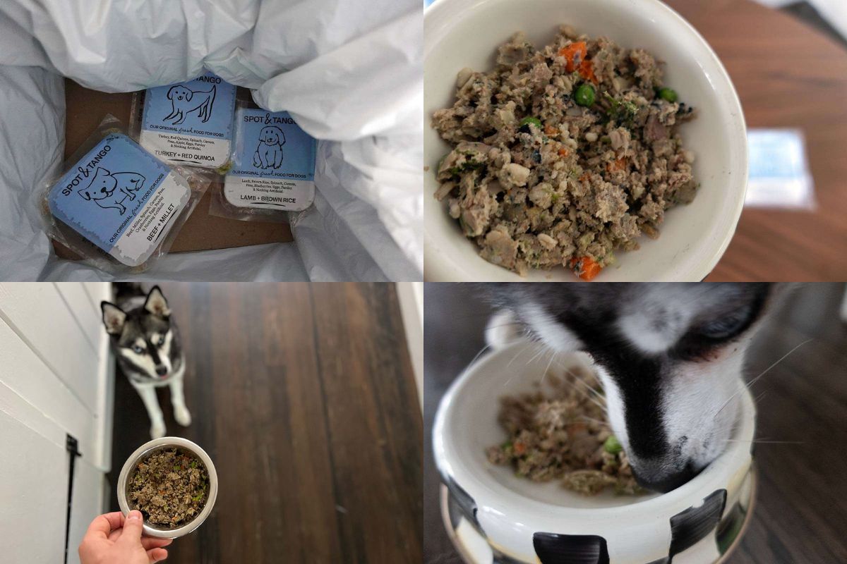 Spot & Tango Review: Pros, Cons & Did It Work for My Picky Dog?