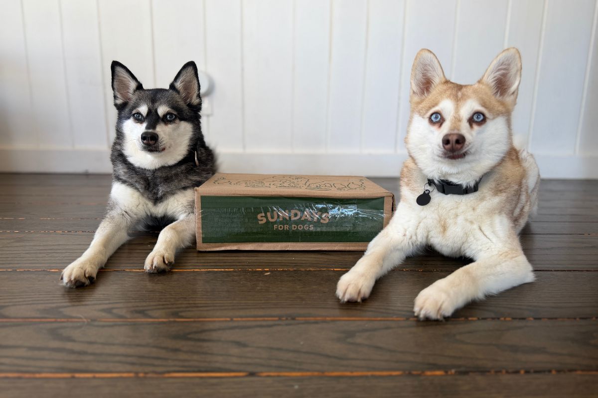 Sundays Dog Food Price (2026): Is The Cost Worth It?