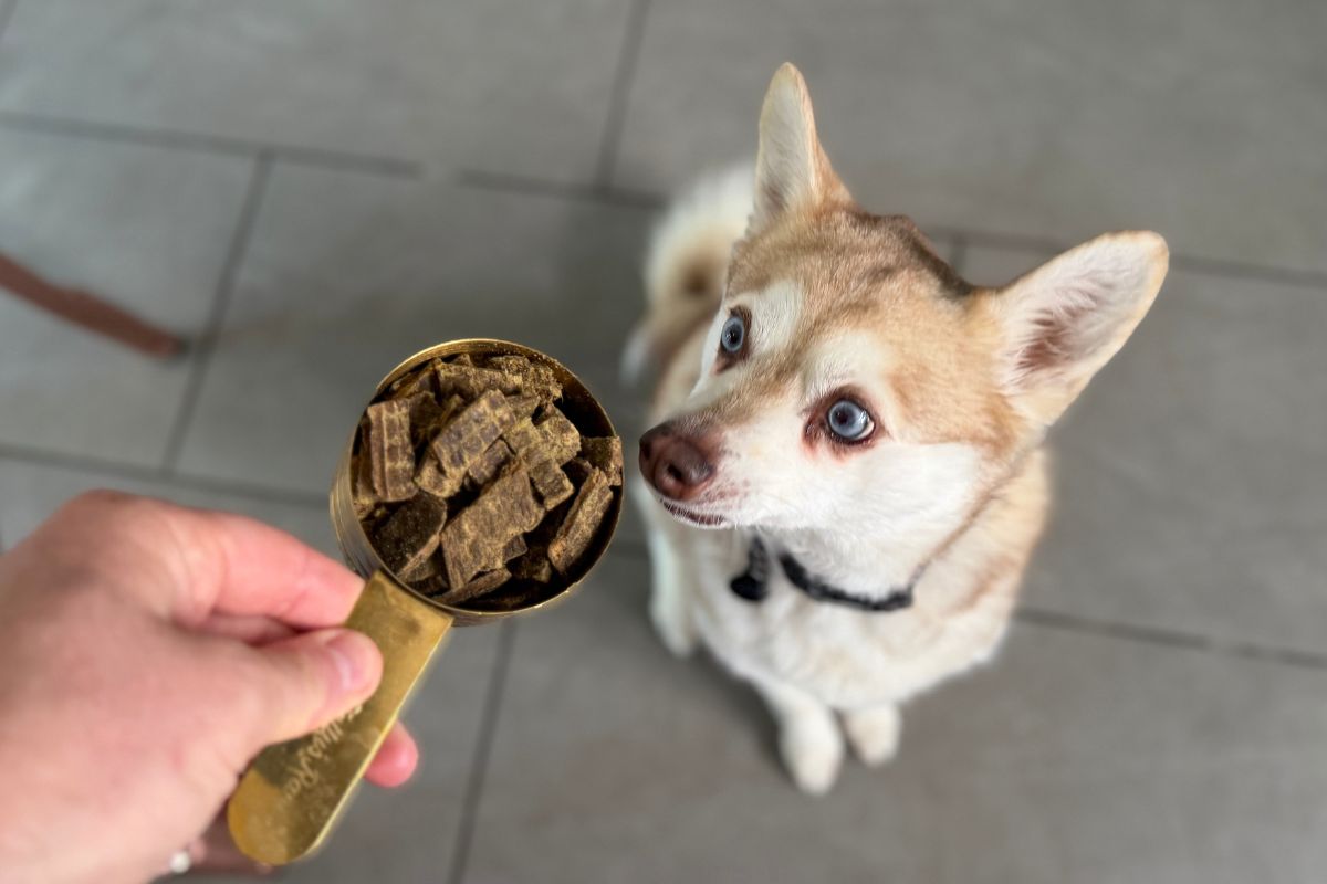 Sundays Dog Food Price (2026): Is The Cost Worth It?